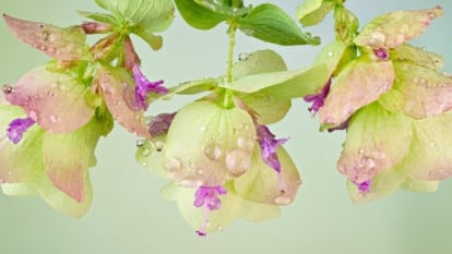 How to Plant, Grow, and Care for ‘Kent Beauty’ Ornamental Oregano