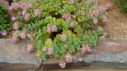 How to Plant, Grow, and Care for ‘Kirigami’ Ornamental Oregano