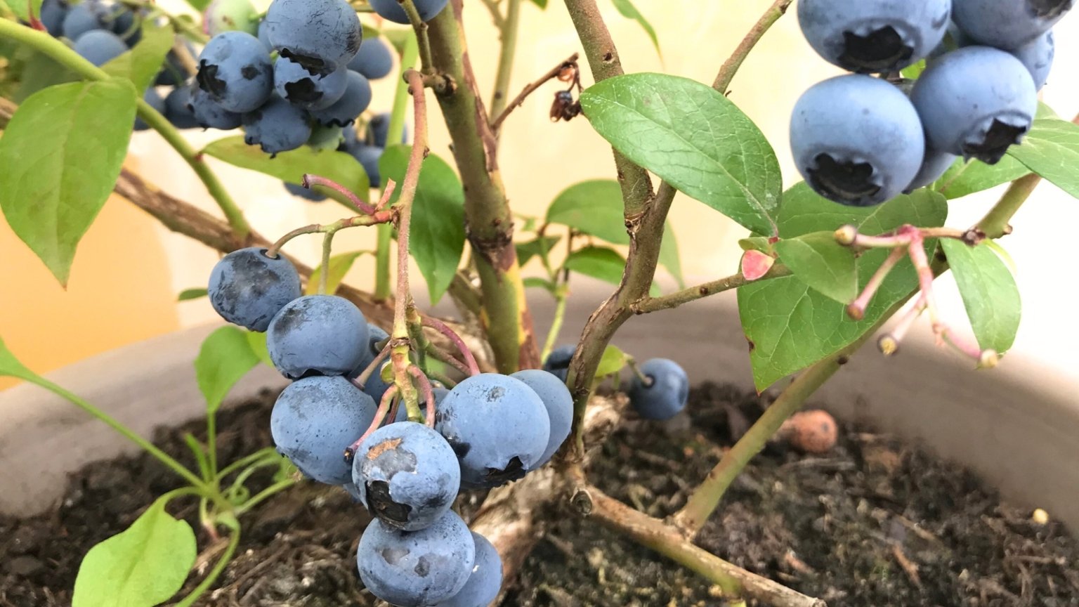 15 Compact Berry Plants That Grow Well in Containers
