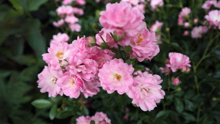 15 Roses With Beautiful Foliage