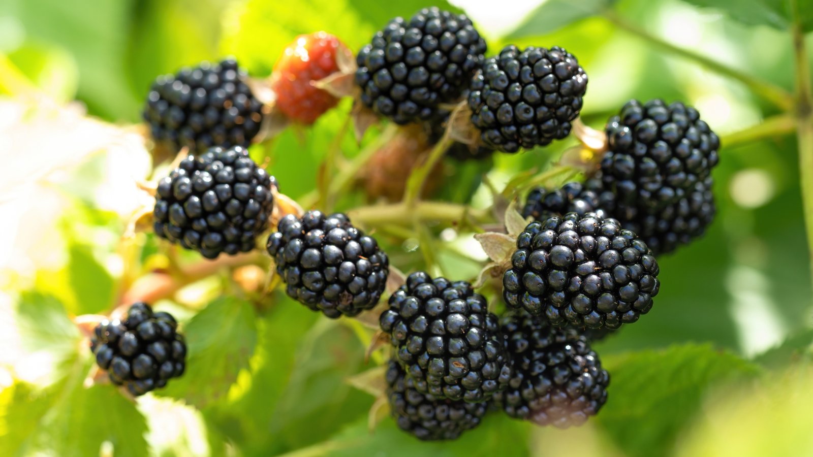 9 Berry Bushes That Thrive in Raised Beds