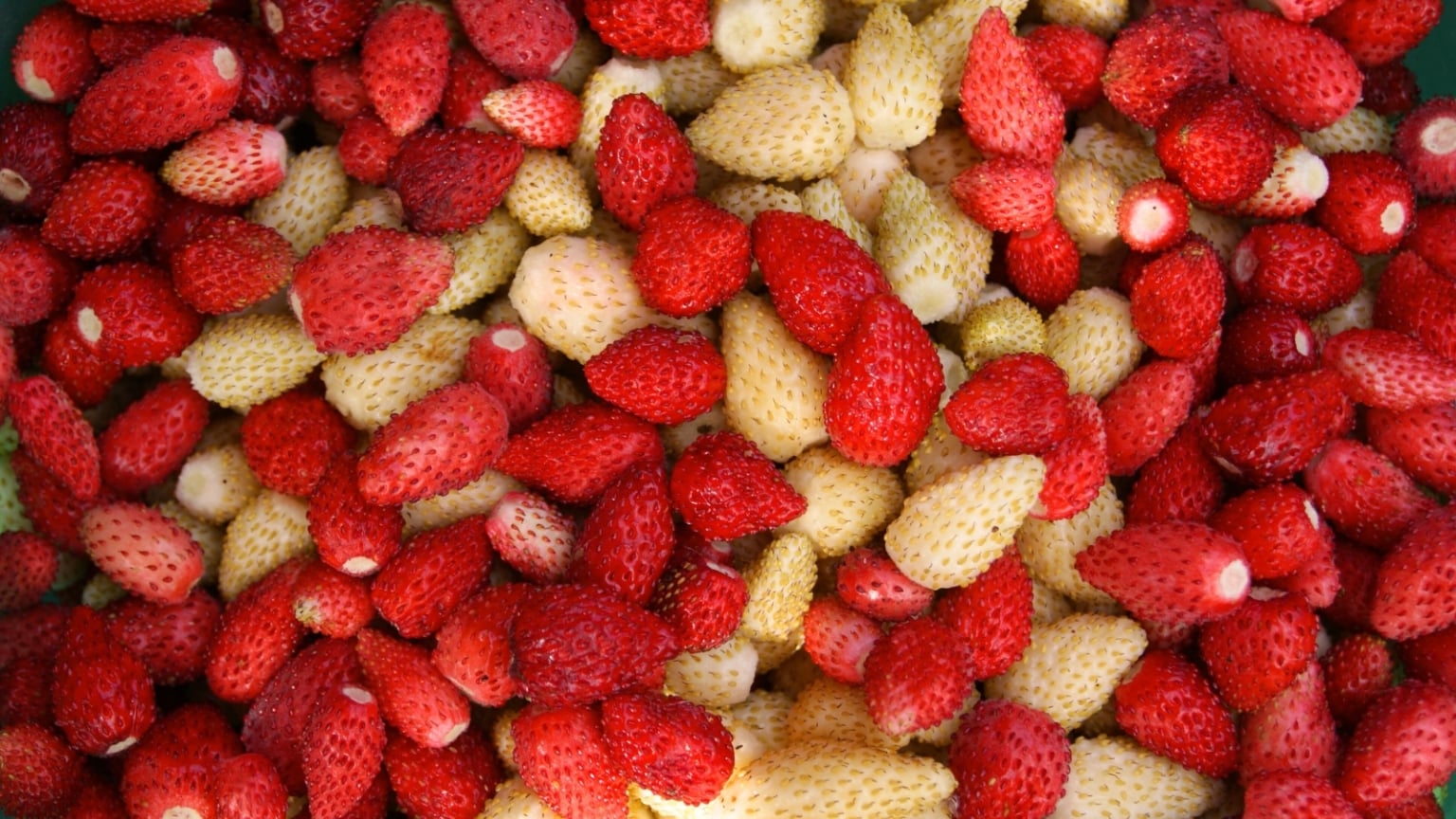 15 Compact Berry Plants That Grow Well in Containers