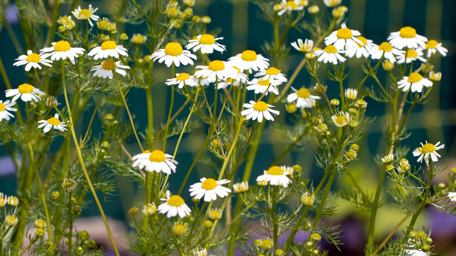 5 Types of Chamomile for Your Garden