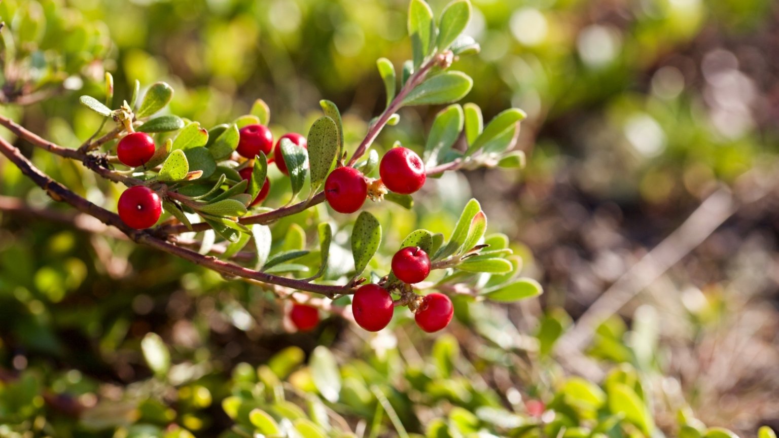 16 Pretty Garden Shrubs with Red Berries