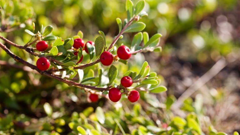 16 Pretty Garden Shrubs with Red Berries
