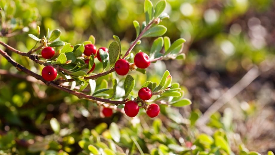 16 Pretty Garden Shrubs with Red Berries