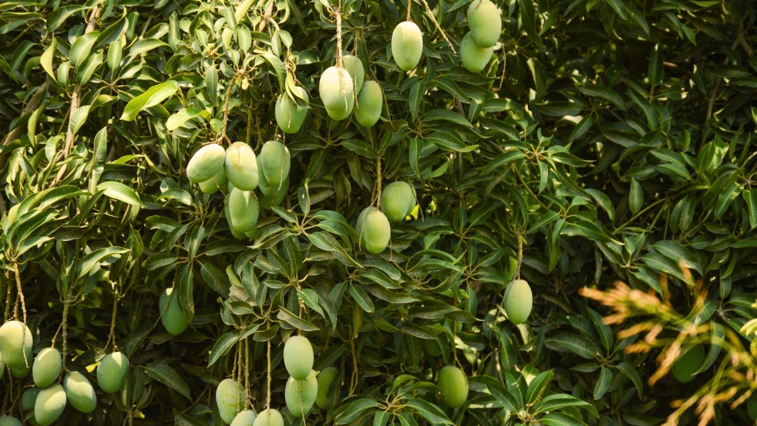 How to Plant, Grow, and Care for 'Glenn' Mango Trees