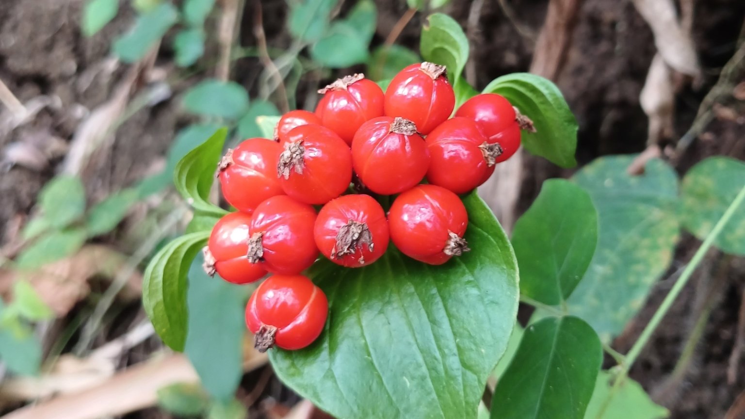 16 Pretty Garden Shrubs with Red Berries