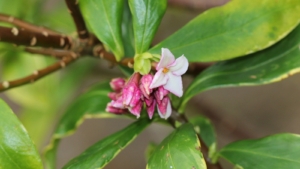 How to Plant, Grow, and Care For Daphne Shrubs