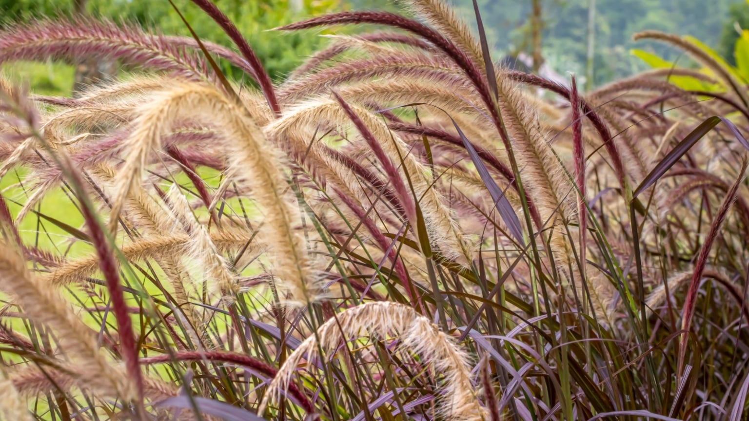 How to Plant, Grow, and Care for Purple Fountain Grass