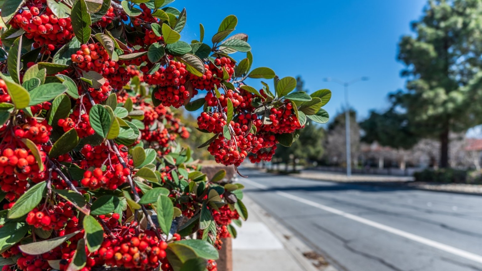 16 Pretty Garden Shrubs with Red Berries