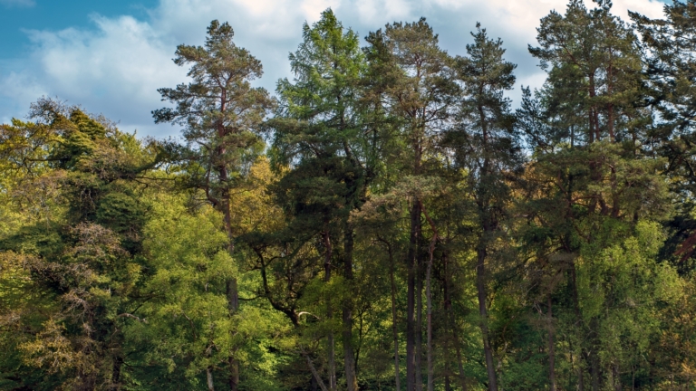 What’s the Difference Between Deciduous and Evergreen Trees?