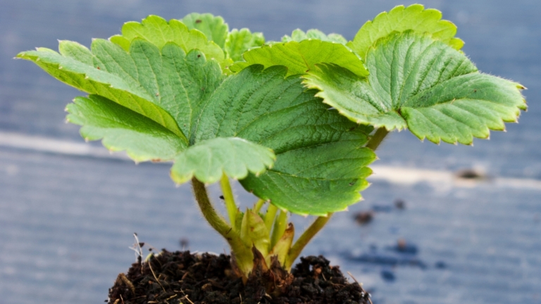 Bare-root Strawberries vs. Plugs: Which is Better?