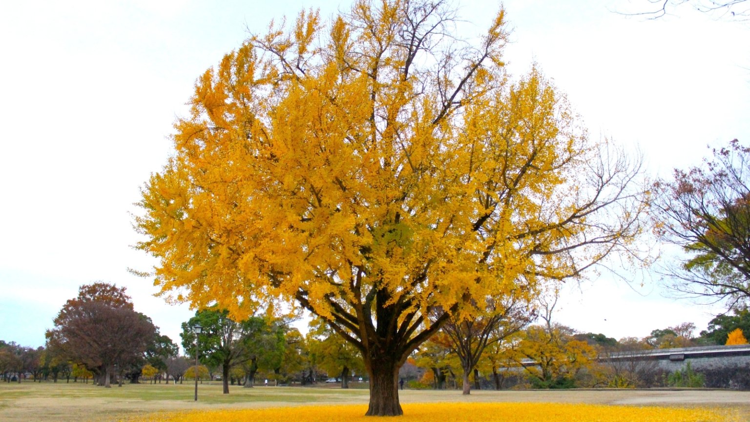 How to Plant, Grow, and Care For Gingko Trees