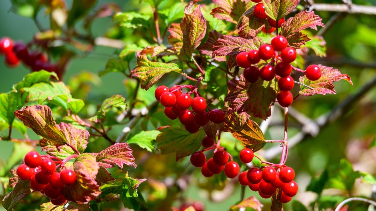 16 Pretty Garden Shrubs with Red Berries