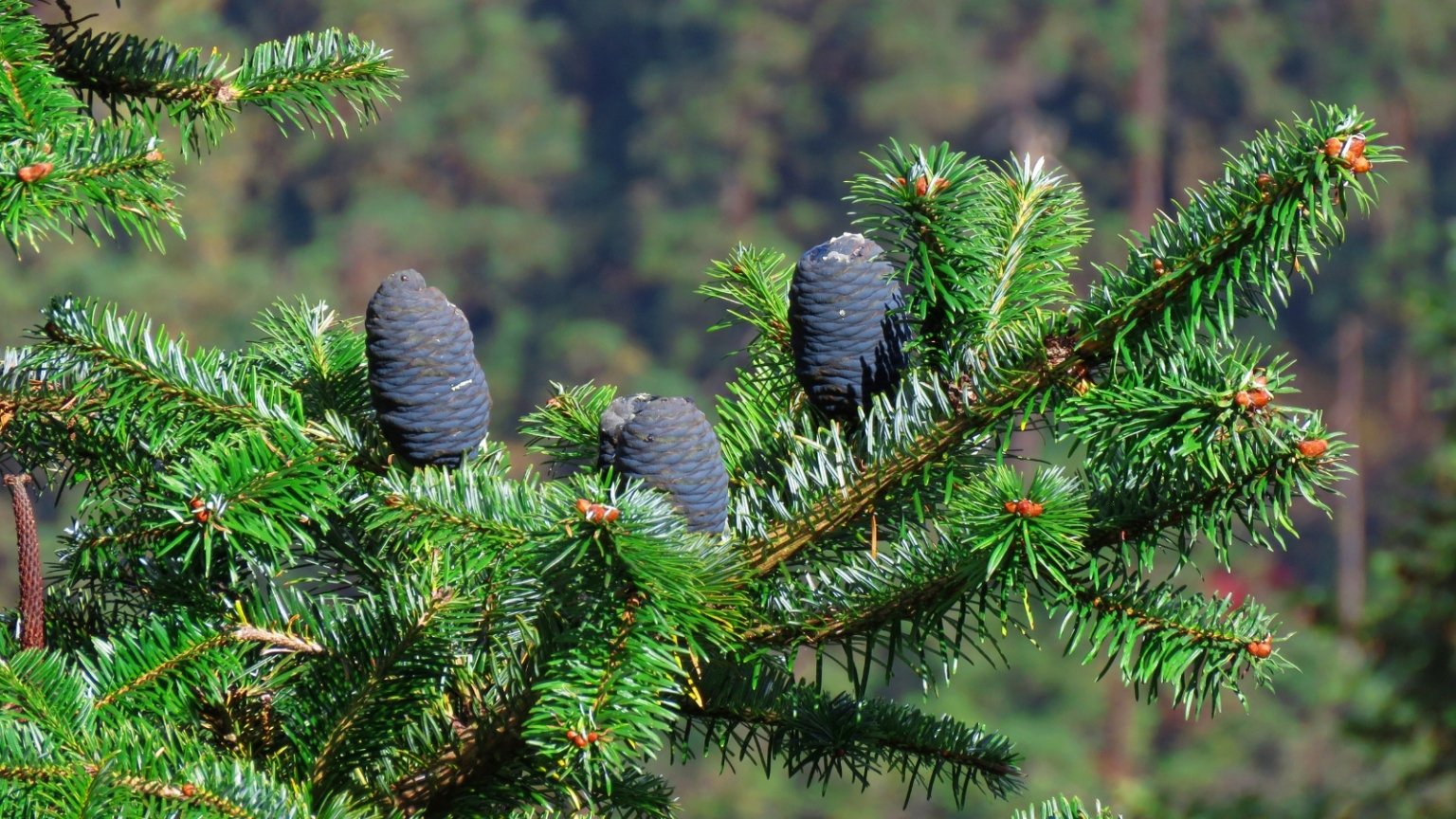 25 Types of Conifers for Home Landscapes