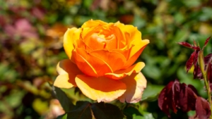 20 Most Beautiful Grandiflora Roses for Your Home Garden