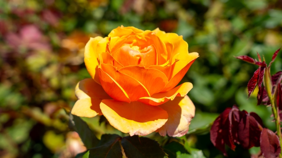 20 Most Beautiful Grandiflora Roses for Your Home Garden