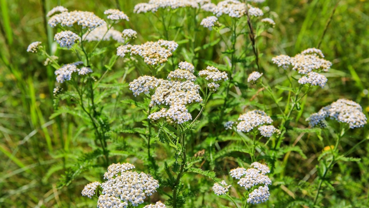 41 Beneficial Weeds and Their Uses