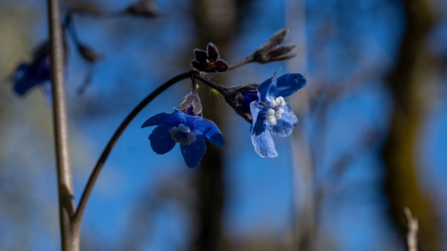 21 Oregon Native Wildflowers