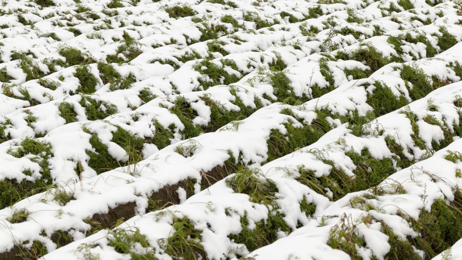 13 Best Bolt-Resistant Crops For Your Vegetable Garden