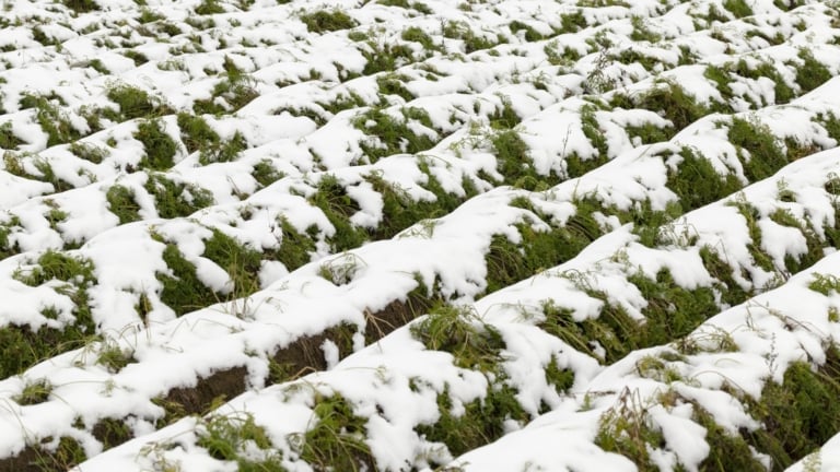 13 Best Bolt-Resistant Crops For Your Vegetable Garden