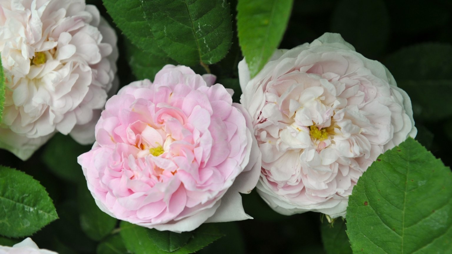 How to Plant, Grow, and Care for Great Maiden's Blush Roses