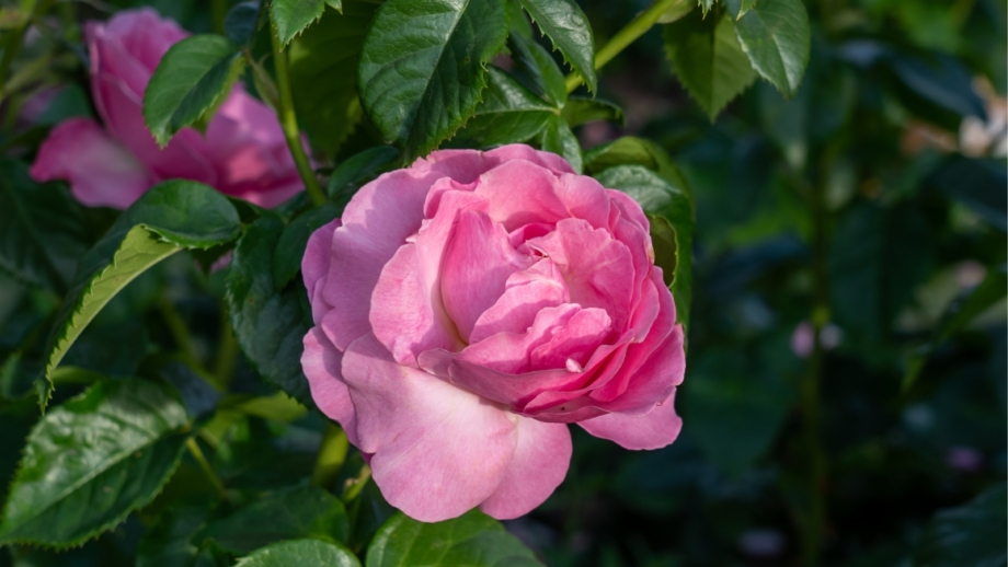 20 Most Beautiful Grandiflora Roses for Your Home Garden