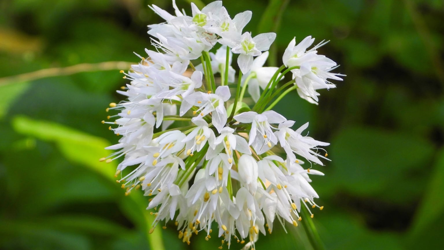 How to Plant, Grow, and Care for Nodding Onion Plants