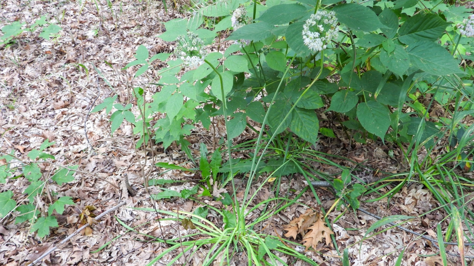 How to Plant, Grow, and Care for Nodding Onion Plants