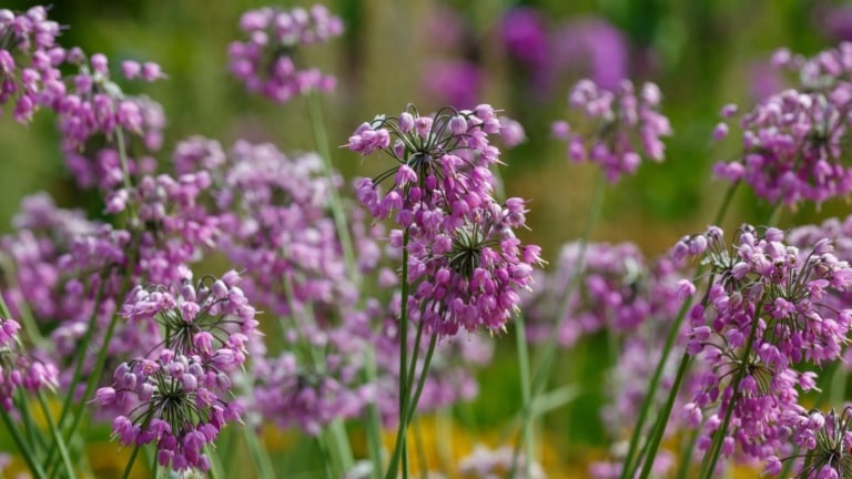21 Native Wildflowers for Tennessee Gardens