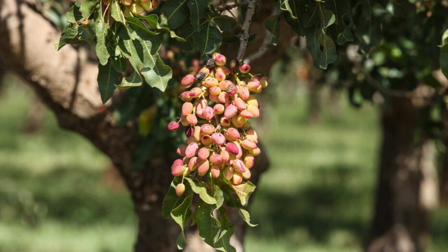 How to Plant, Grow, and Care for Pistachio Trees - Epic Gardening