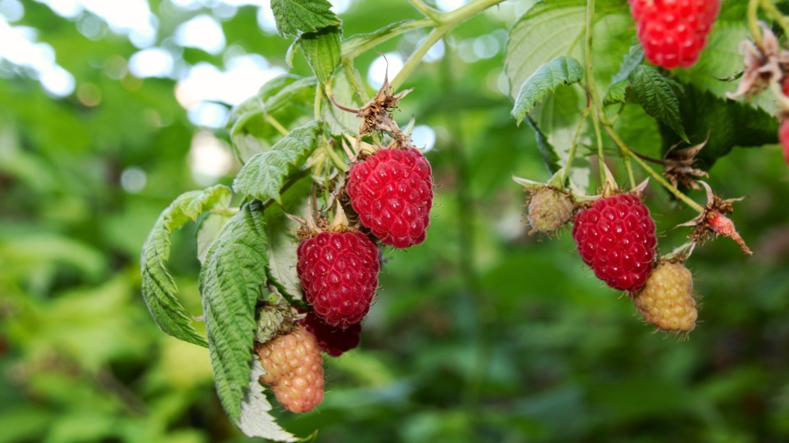 21 Edible Native Plants: Growing a Native Food Garden