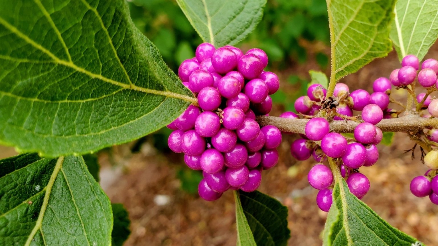 17 Best North American Native Shrubs For Your Garden