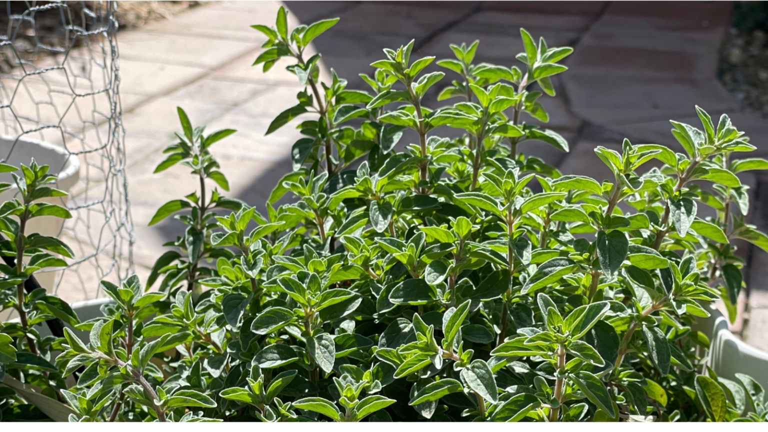 How to Plant, Grow, and Care for Ornamental Oregano
