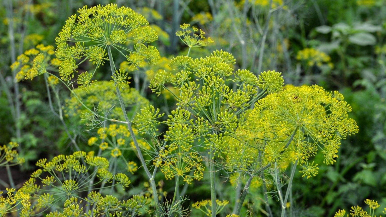 27 Gorgeous Flowering Herbs for Culinary and Ornamental Use