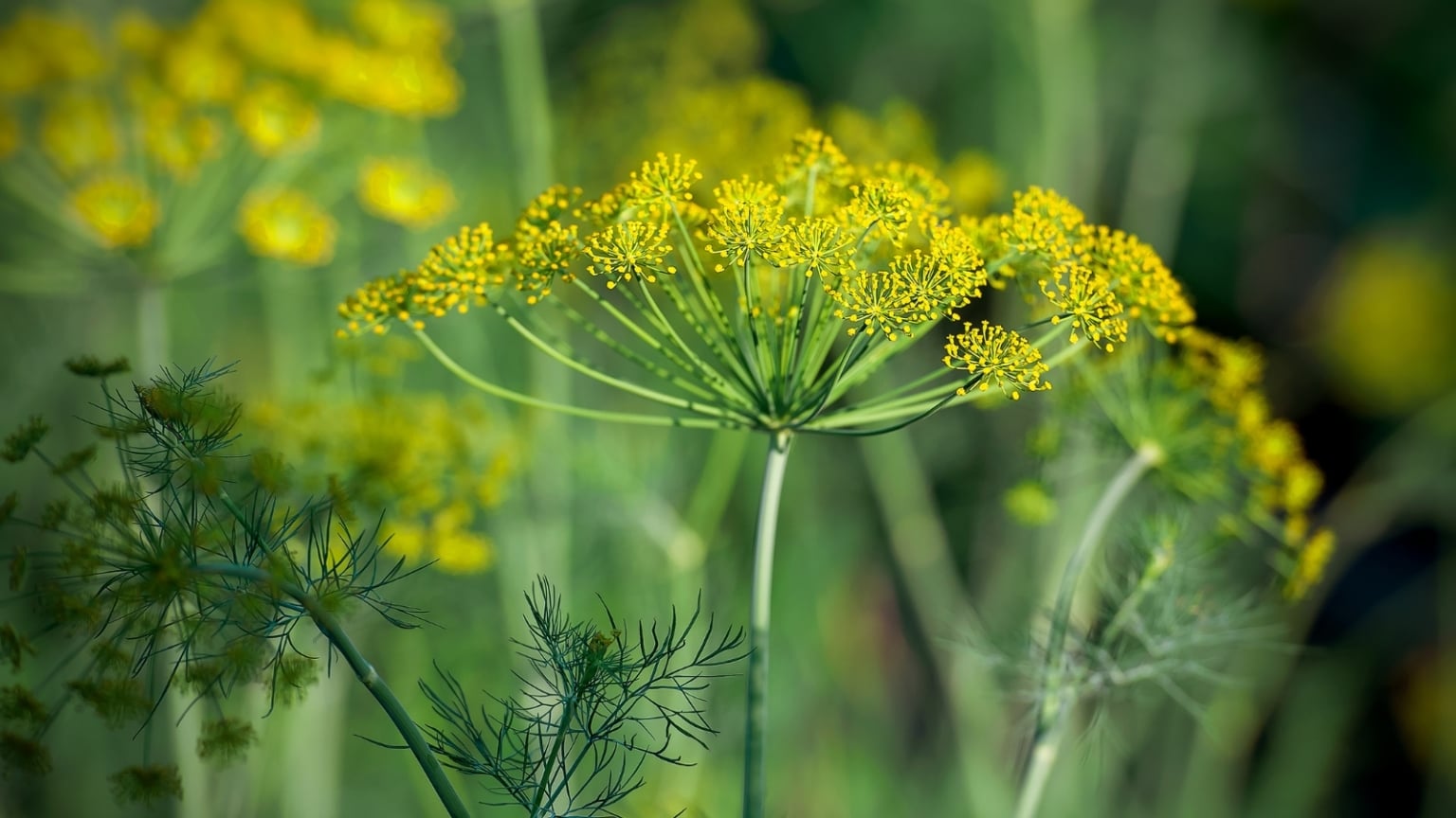 27 Gorgeous Flowering Herbs for Culinary and Ornamental Use