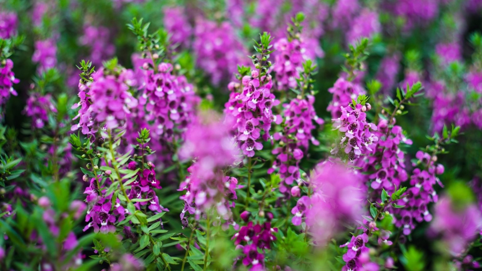 21 Flowers to Plant in June