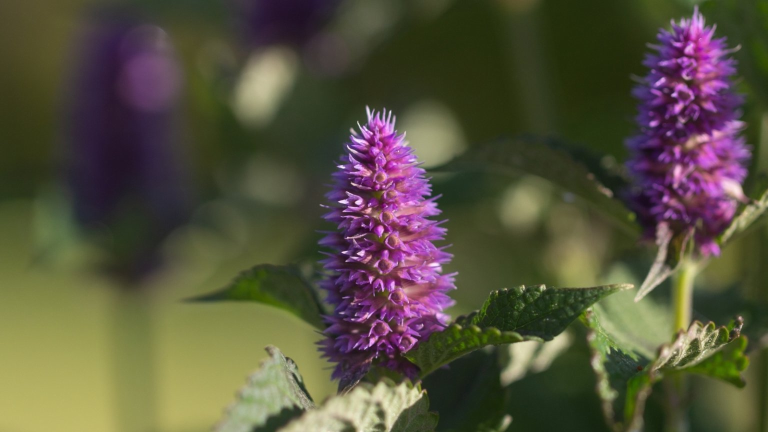 How to Plant, Grow, and Care for Anise Hyssop