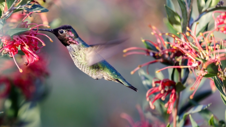 How to Grow a Pollinator Garden in Raised Beds