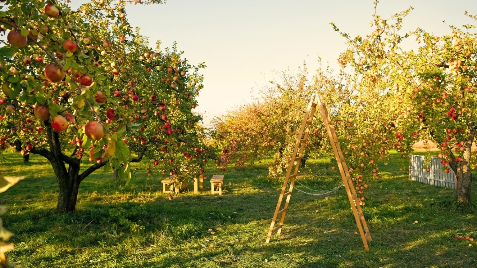 How to Start Your Own Mini Backyard Orchard