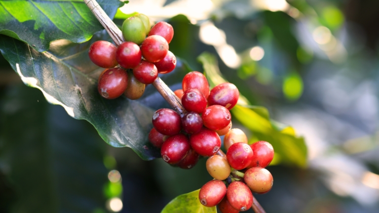 How to Plant, Grow, and Care for Coffee Plants