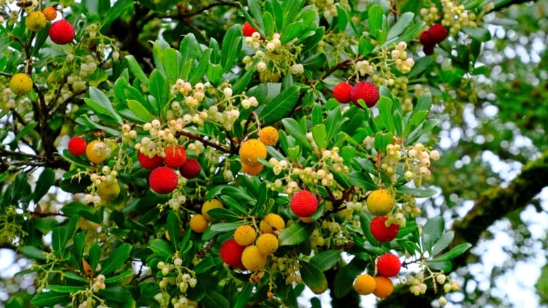 16 Pretty Garden Shrubs with Red Berries