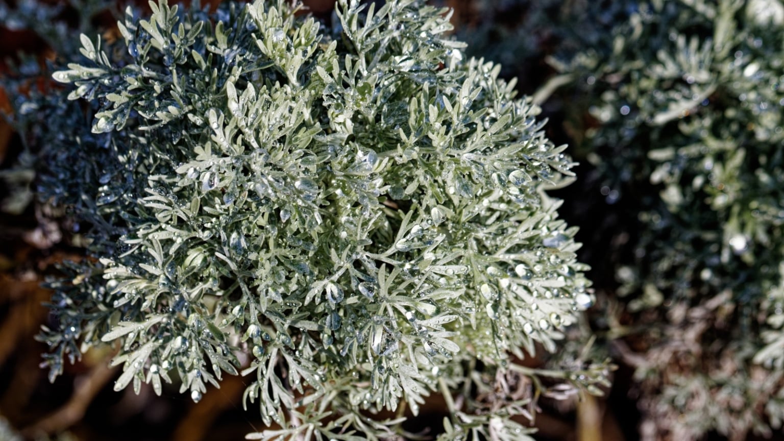 17 Garden Plants With a Silver Sheen