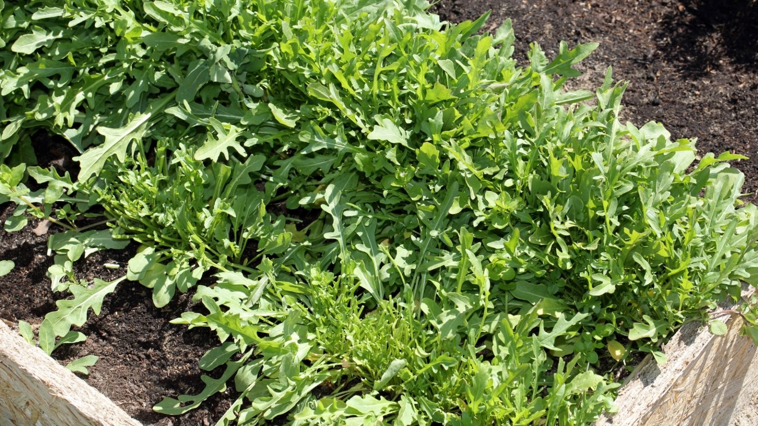 How to Plant, Grow, and Care for Arugula