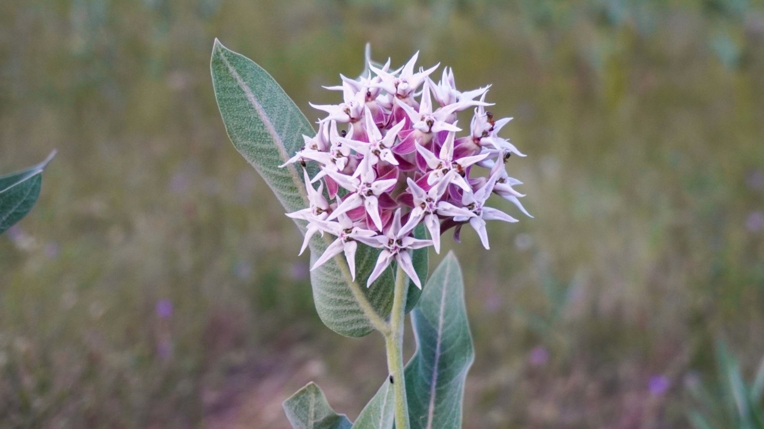 21 Oregon Native Wildflowers