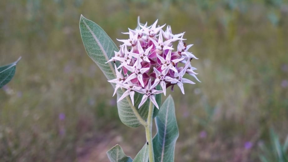 21 Oregon Native Wildflowers