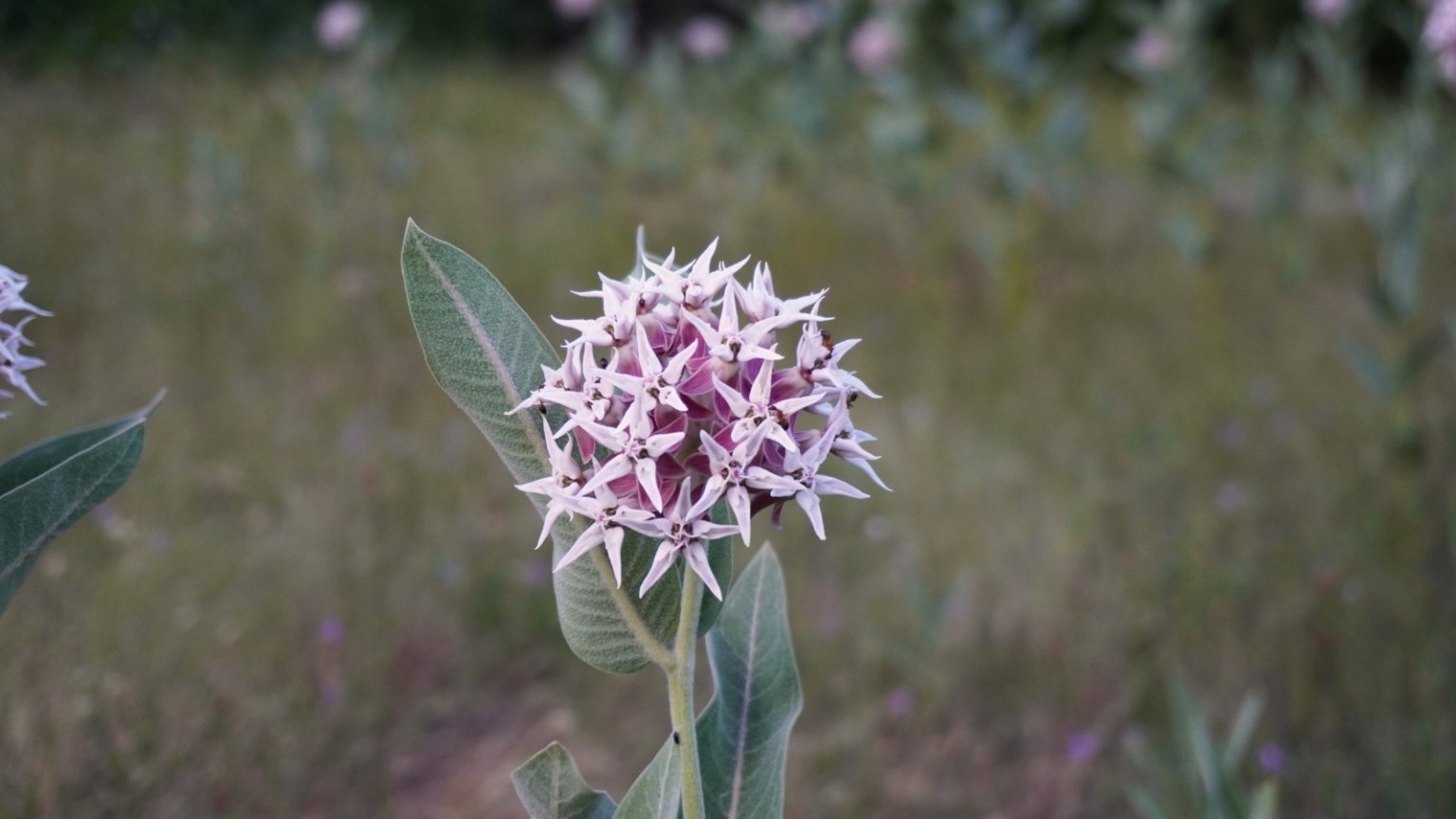 19 Native Plants With Beautiful Flowers