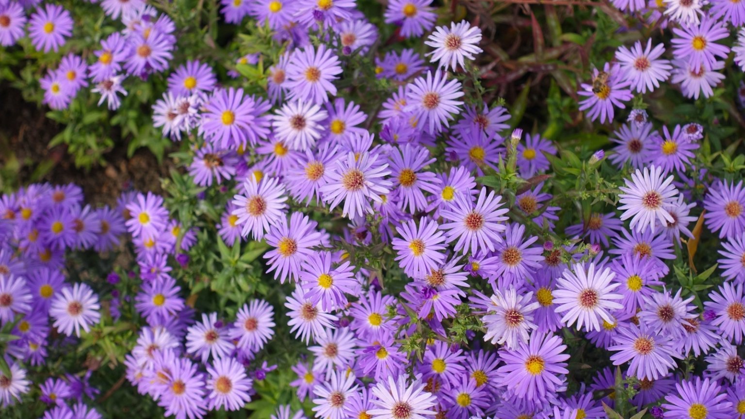 15 Plants to Grow This Pollinator Week