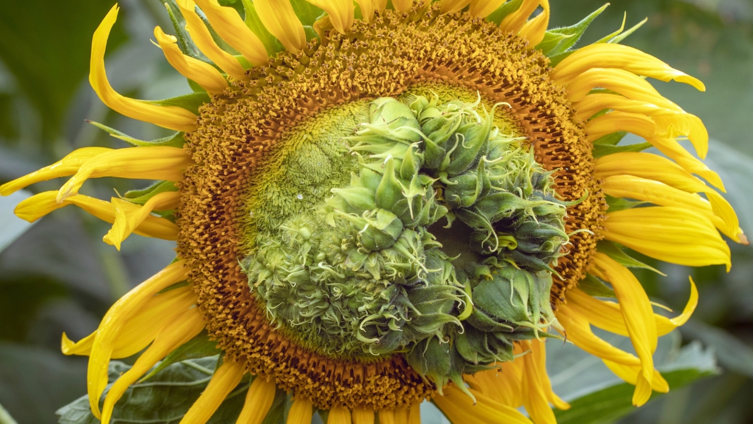 How to Identify, Control, and Prevent Aster Yellows